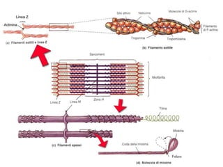 Sistema muscolare | PPTX