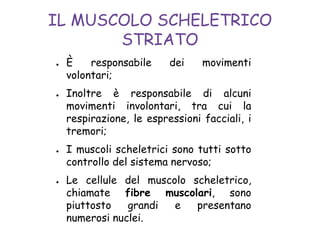 Sistema muscolare | PPTX