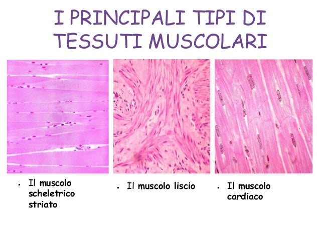Sistema muscolare