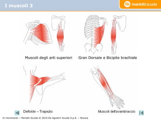 SISTEMA_MUSCOLARE.pdf