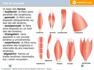 SISTEMA_MUSCOLARE.pdf