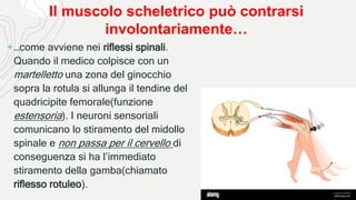 SISTEMA MUSCOLARE (1) (1).pptx