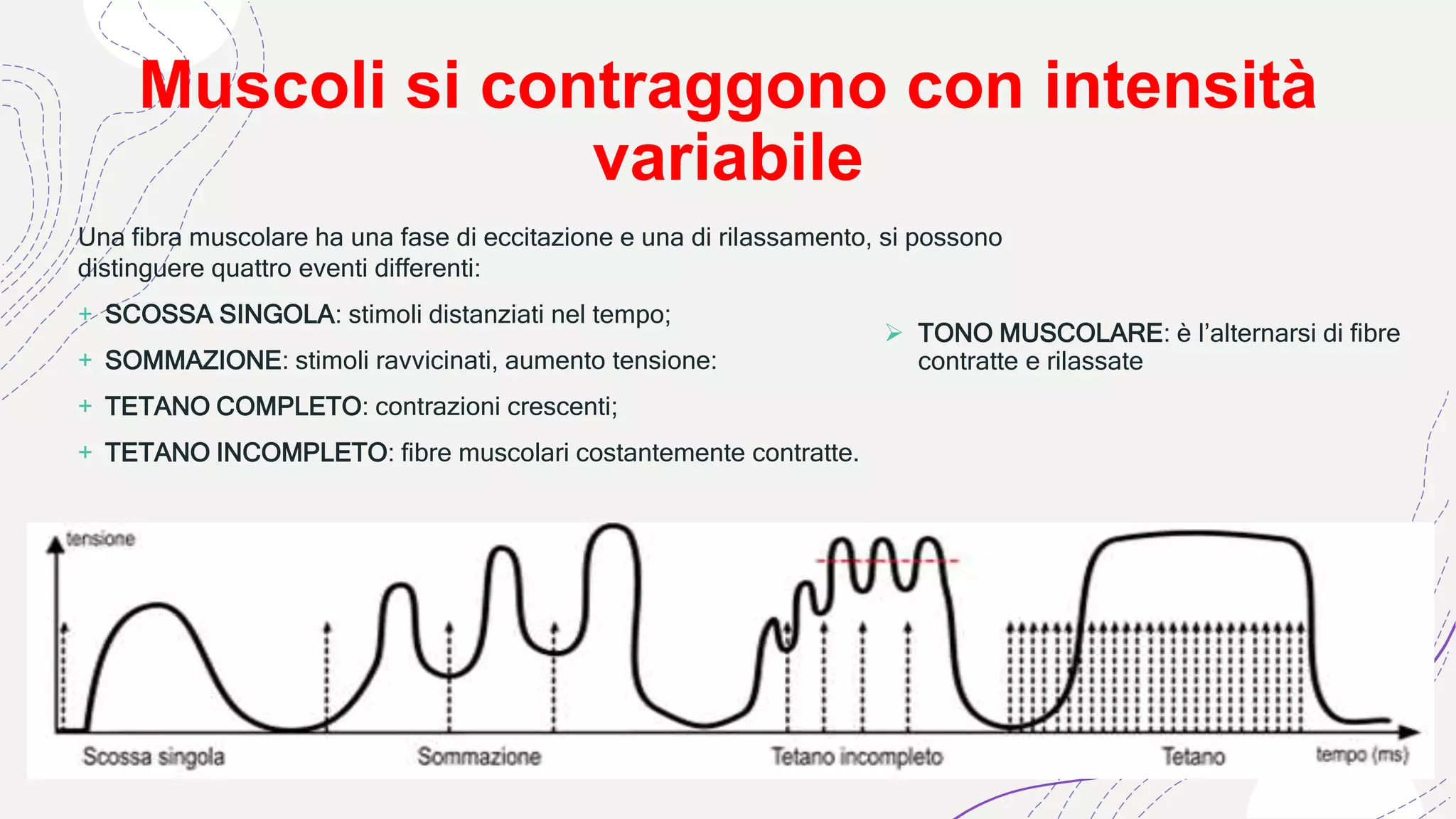 SISTEMA MUSCOLARE (1) (2).pptx