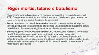 SISTEMA MUSCOLARE (1) (2).pptx