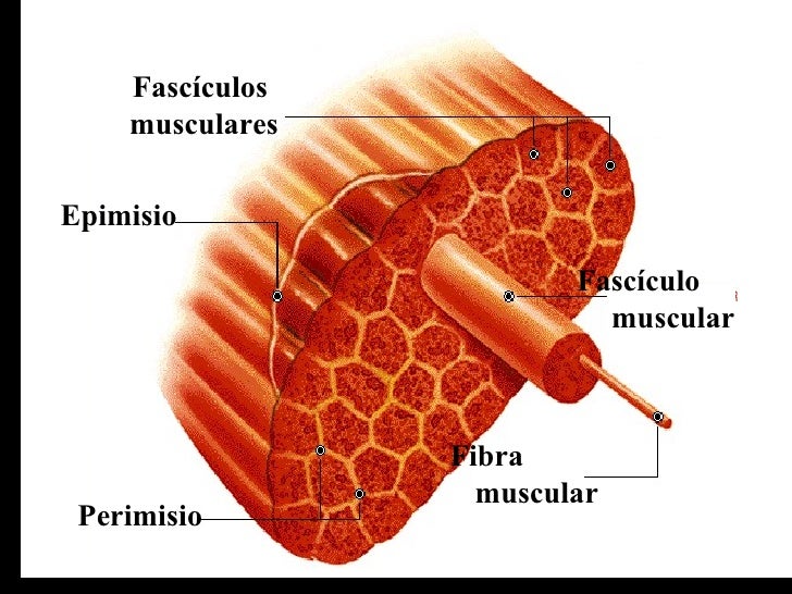 Huso muscular fotografías e imágenes de alta resolución Alamy