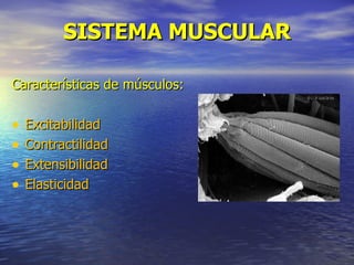 Sistema muscular | PPT