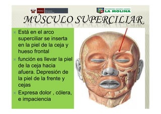 Sistema muscular | PDF