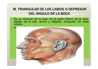 Sistema muscular | PDF