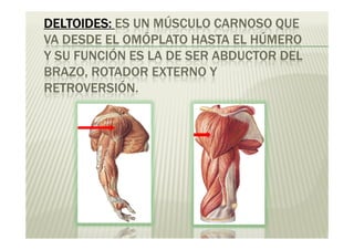 Sistema muscular | PDF