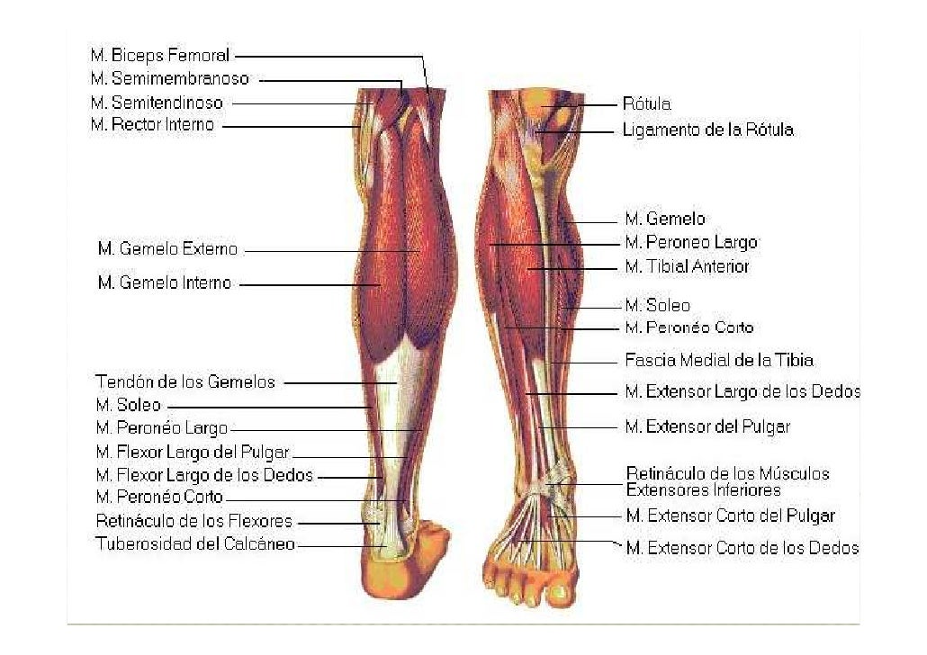 Músculos del cuerpo humano, Musculos de las piernas, Musculos del cuerpo