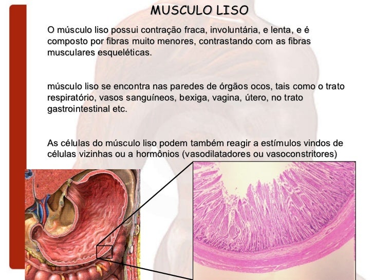 Sistema muscular