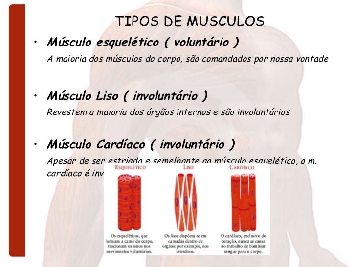 Sistema muscular