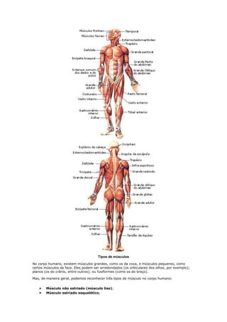 Sistema muscular | DOCX