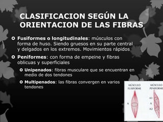 Sistema muscular | PPTX