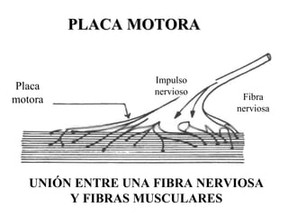 Sistema Muscular | PPT