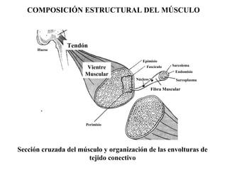 Sistema Muscular | PPT