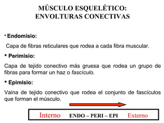 Sistema Muscular | PPT