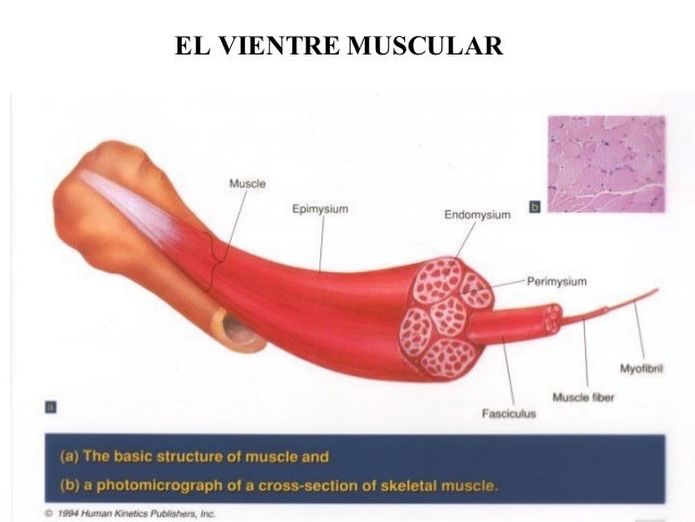 Sistema Muscular