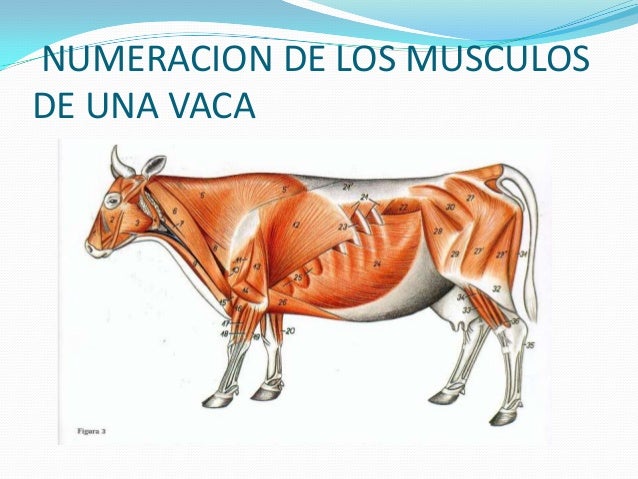 Sistema muscular