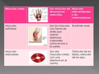 Sistema muscular | PPTX