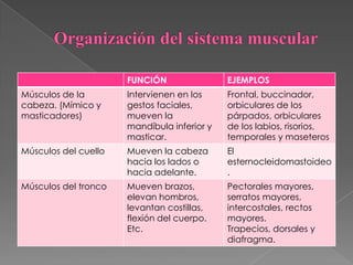 Sistema muscular | PPTX