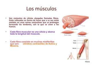 SISTEMA MUSCULAR | PPTX
