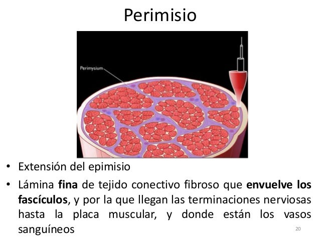 Sistema muscular