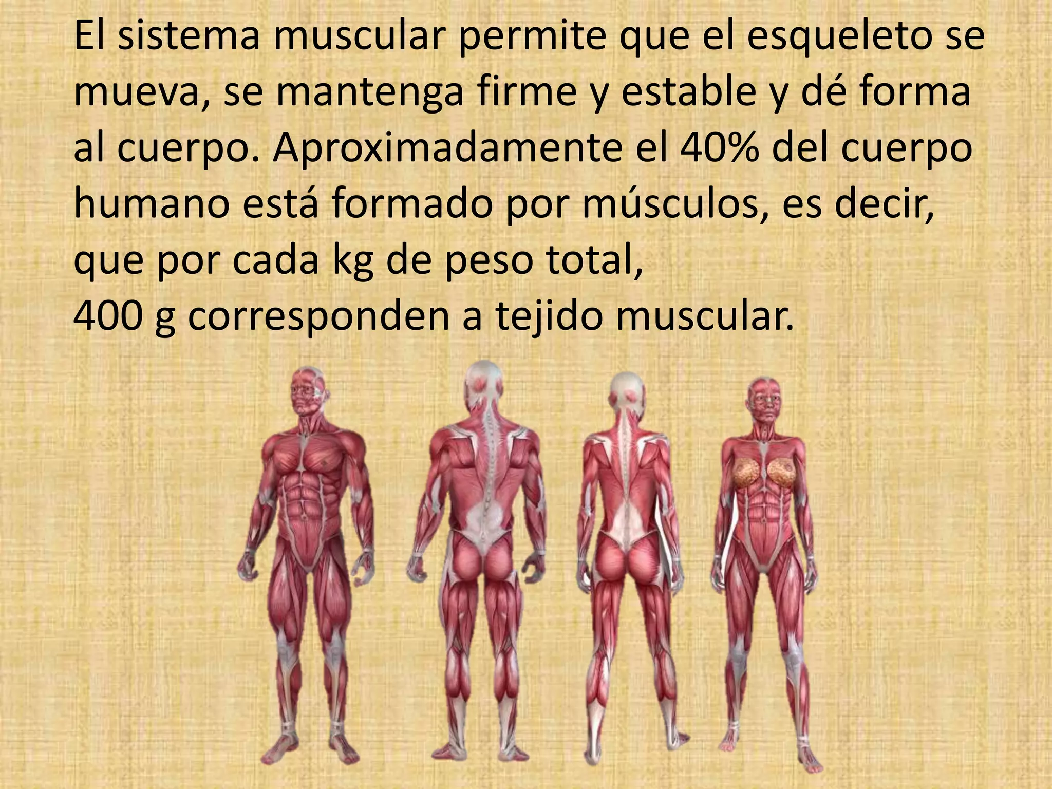 Sistema muscular | PPT