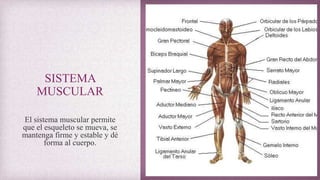 Sistema muscular | PPTX