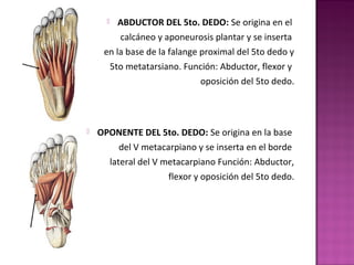Sistema musculo del miembro inferior | PPT