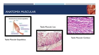 Sistema muscular | PDF