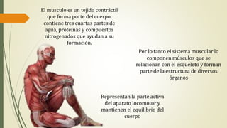 Sistema múscular | PPTX