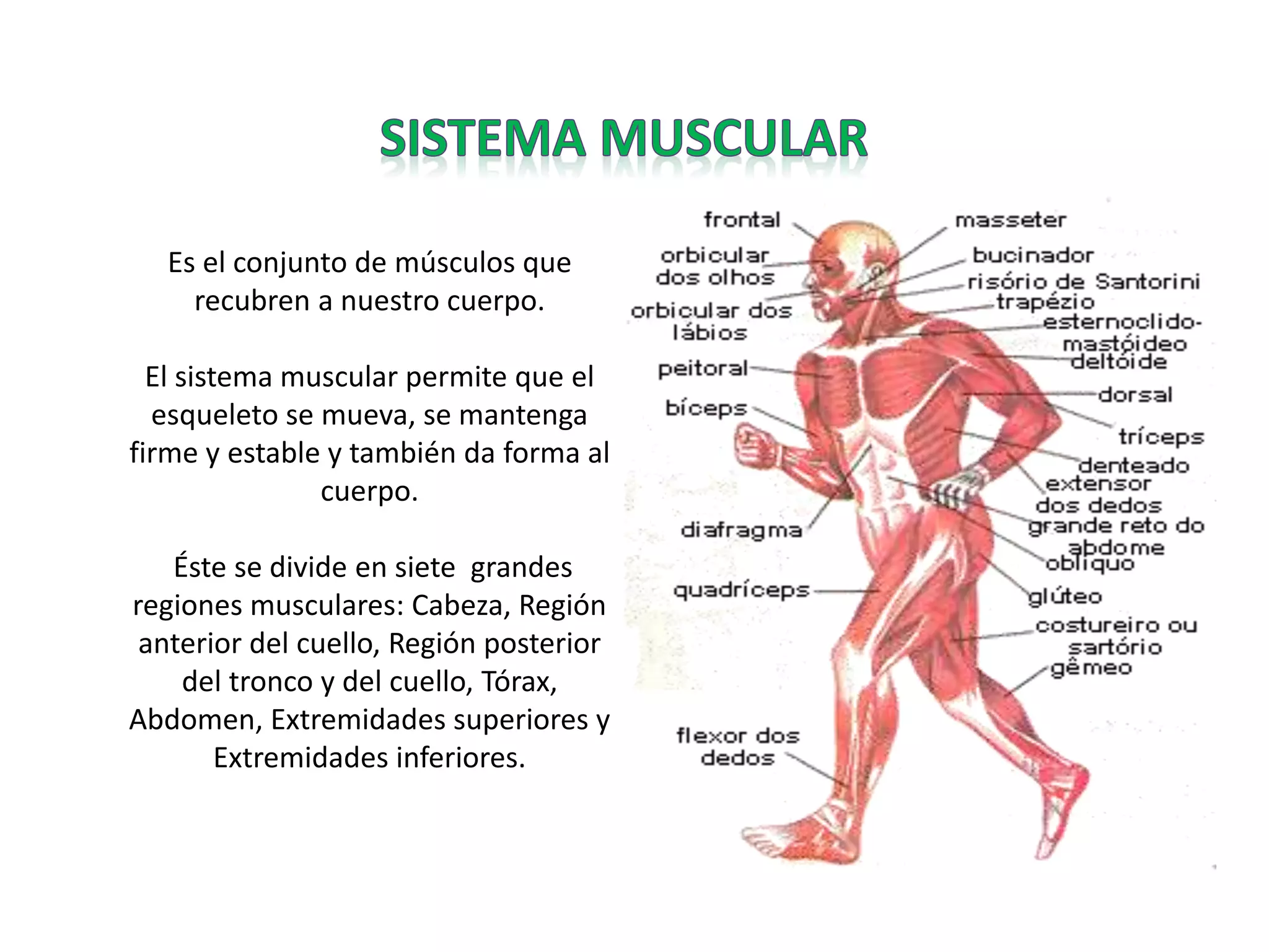 Sistema muscular | PPT