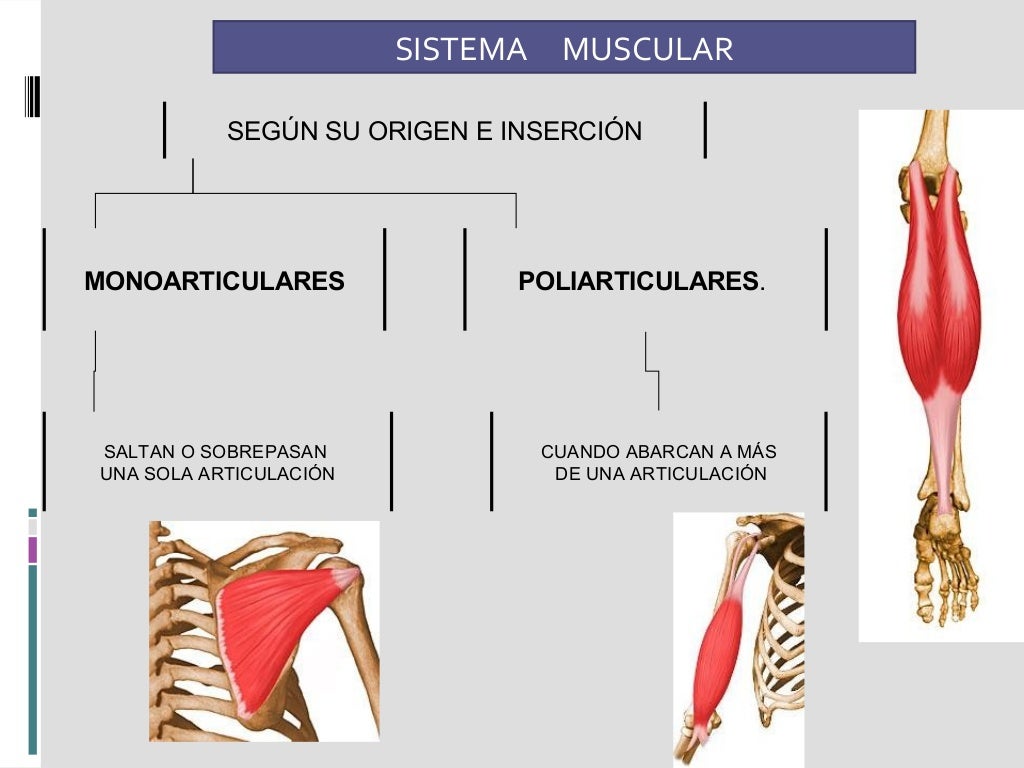 Sistema muscular Barbara Brayan