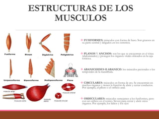 Sistema muscular | PPTX