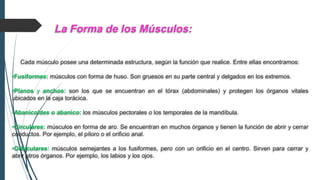 Sistema Muscular | PPTX