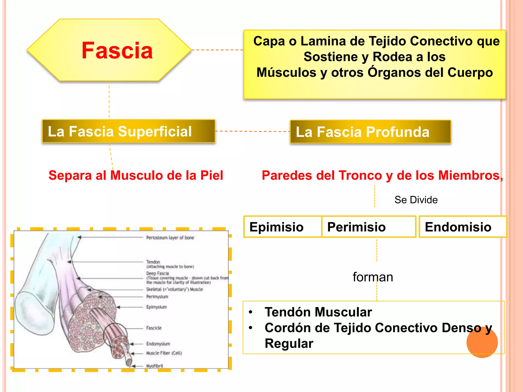 Sistema muscular | PPTX