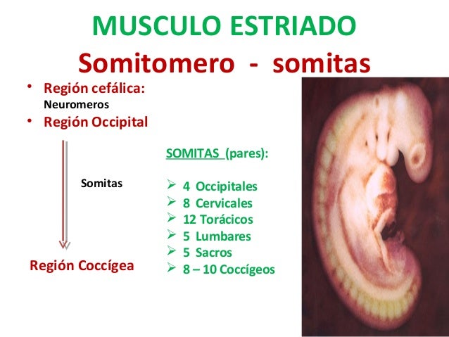 Embriología del Sistema Muscular