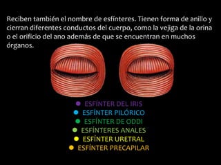 Sistema muscular | PPTX