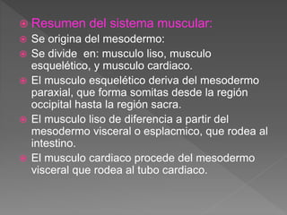 Sistema muscular | PPT