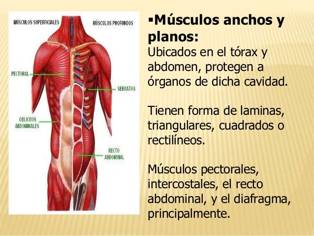 Sistema muscular
