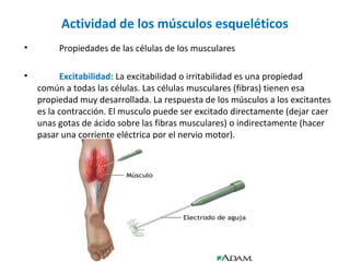 Sistema muscular | PPT
