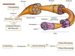Sistema muscular. Desarrollo Embriológico (Moore 9ed) | PPTX