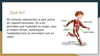 Sistema muscular | PPT