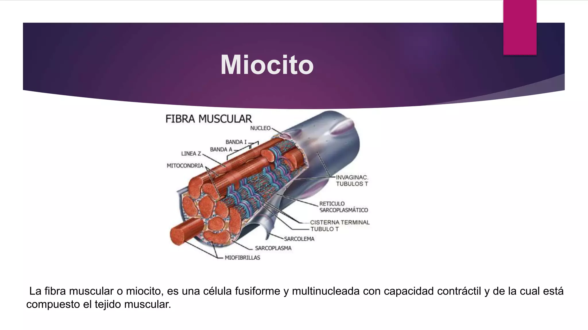 MEDICINA Sistema muscular | PPT