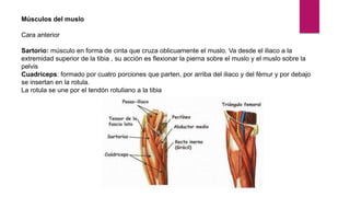 MEDICINA Sistema muscular | PPTX