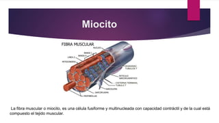 MEDICINA Sistema muscular | PPTX