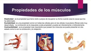 MEDICINA Sistema muscular | PPTX