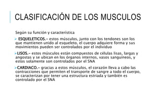 Sistema muscular | PPTX