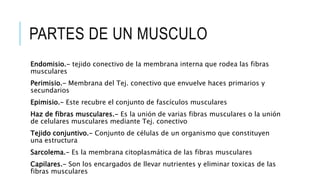 Sistema muscular | PPTX